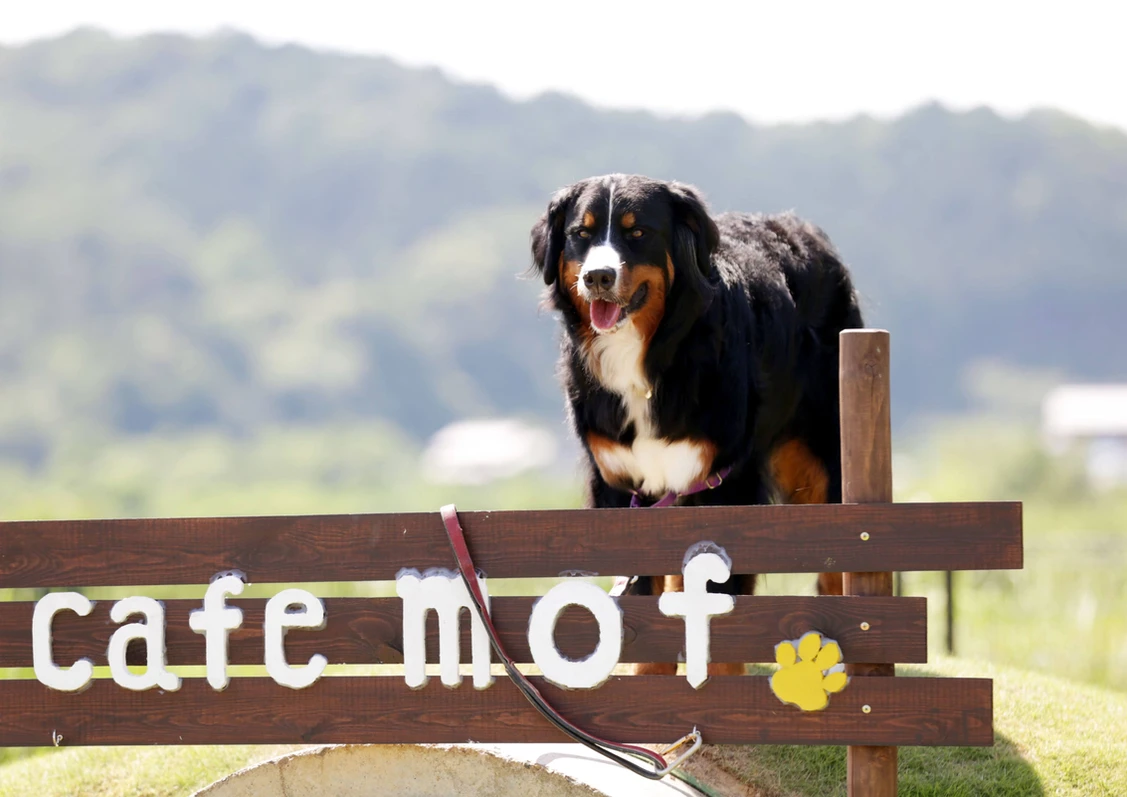 cafe mof - アニマルナビ